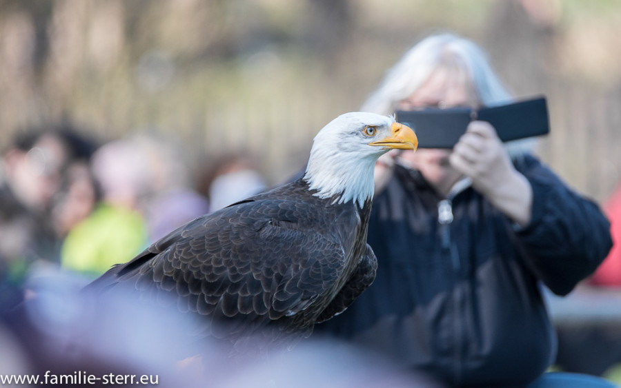 Weißkopf - Seeadler / Wildpark Poing | Familie Sterr