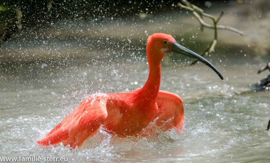 badender Vogel | Familie Sterr